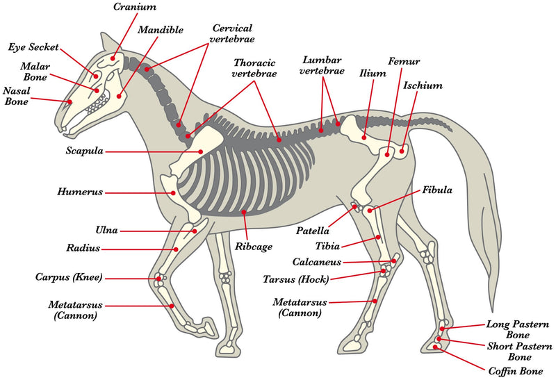 Anatomie Pferd Der ganze Aufbau von Kopf bis Huf!